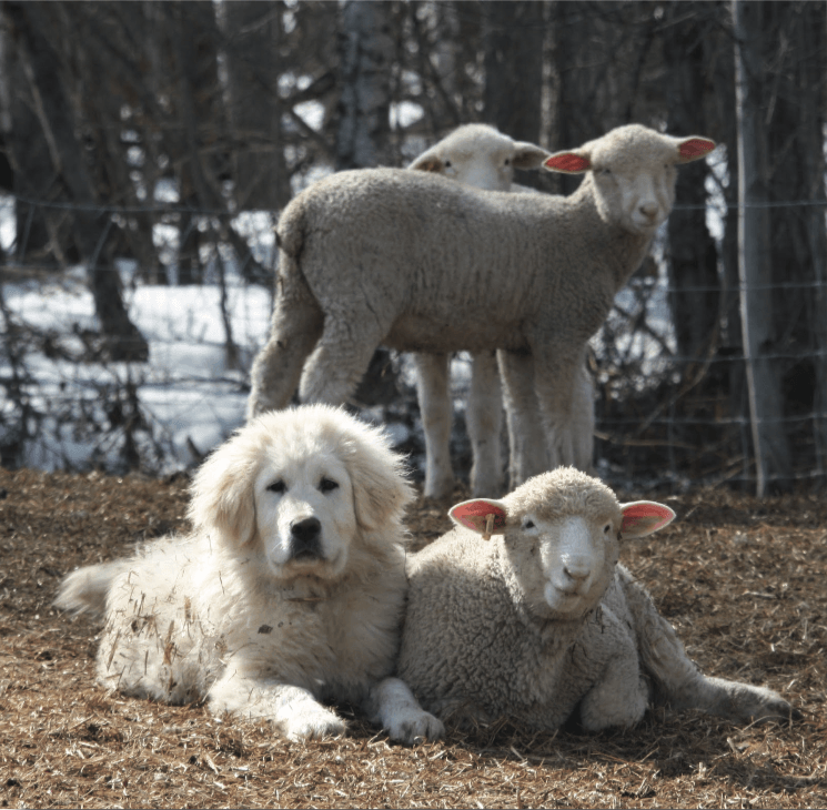Livestock Guardian Animals | Landholders for Dingoes